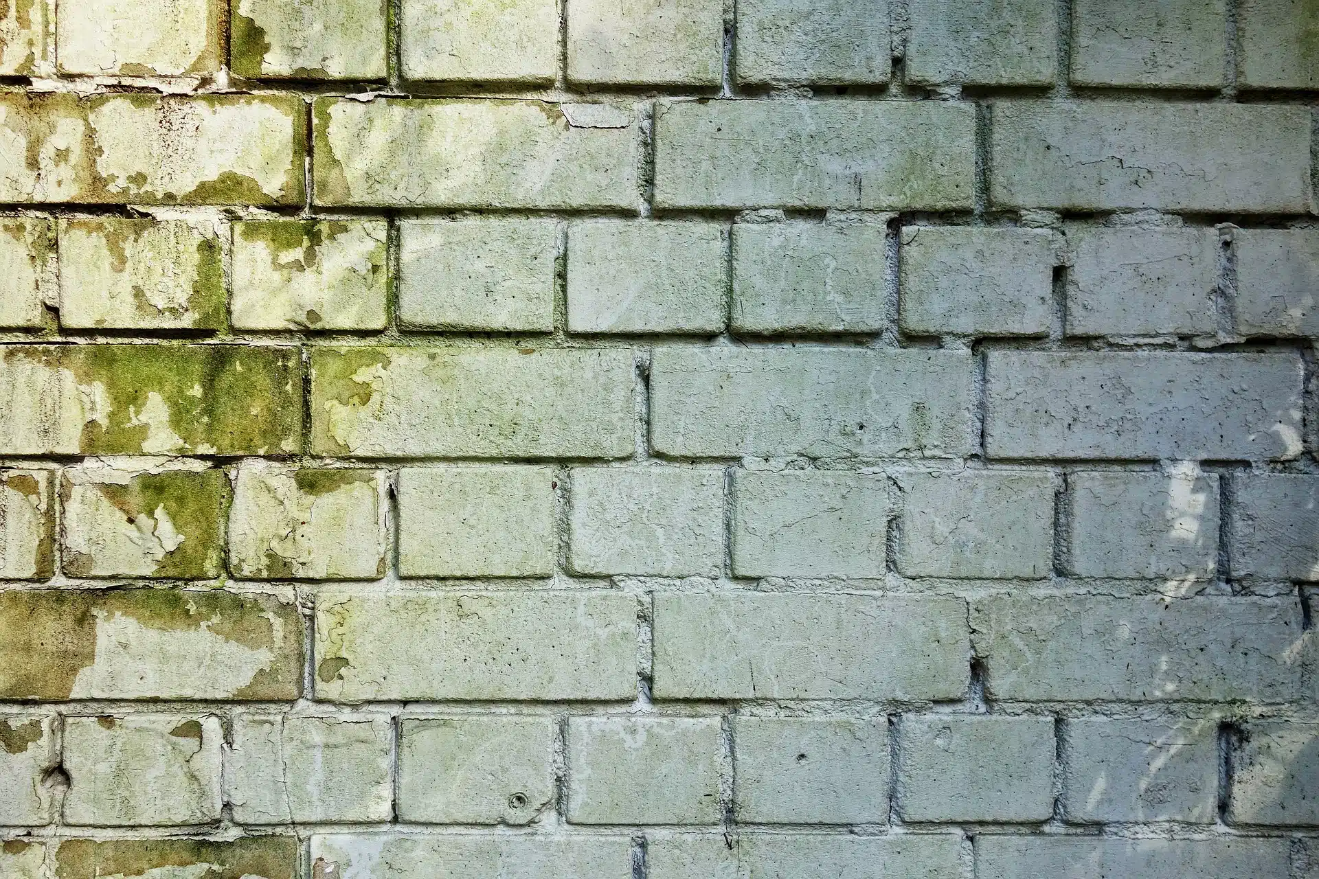 Comment éliminer les moisissures sur les murs ? - Fluxenet.fr